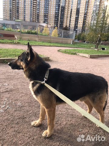 Восточноевропейская овчарка