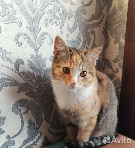Котёнок Маруся в добрые руки