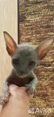 Котёнок корниш-рекс