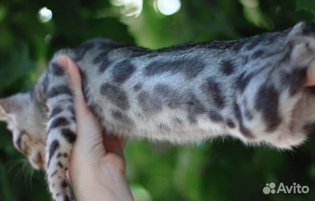 Серебряная Бенгальская девочка