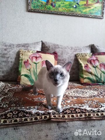 Тайский кот вязка