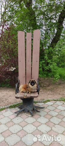 Вязка Пекинес Симферополь