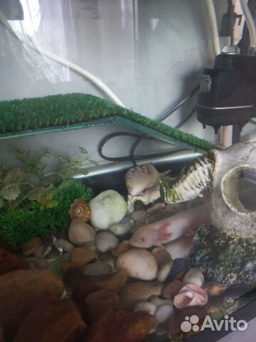 Аксолотль с аквариумом