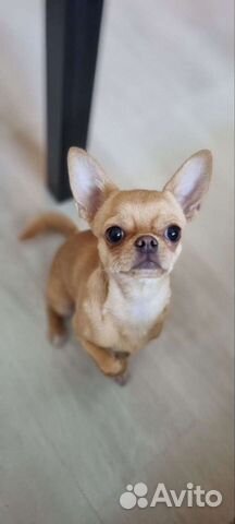 Вязка чихуахуа ищем невесту