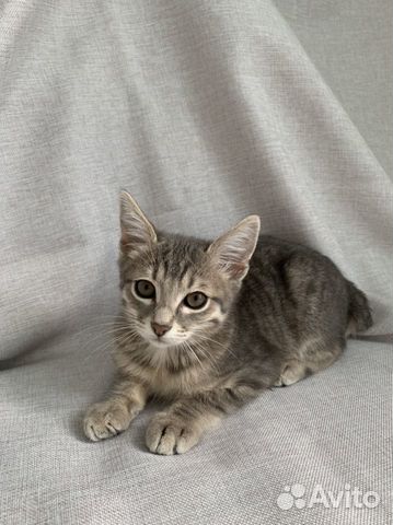 Котенок Сенечка