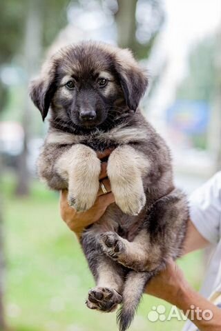 Щенок мальчик Мишка в добрые руки