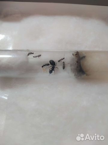 Колония муравьёв Camponotus aethiops