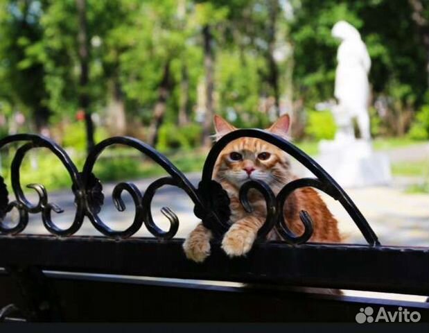 Курильский бобтейл