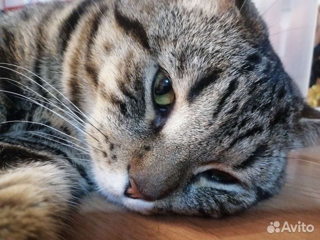 Сибирский кот 1 год и 3 месяца