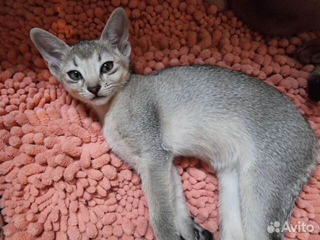 Аббисинская девочка