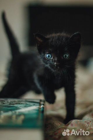 Черный котенок