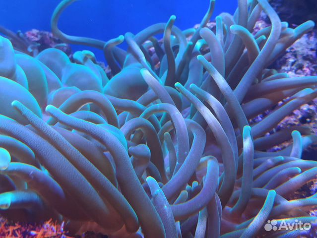 Актиния heteractismagnificaв морской аквариум