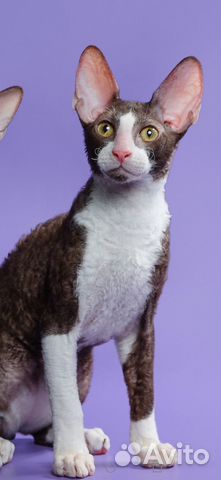 Корниш-рекс. Молодой котик