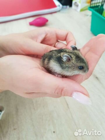 Джунгарский хомяк бесплатно