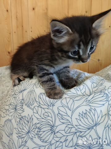 Котята в добрые руки бесплатно