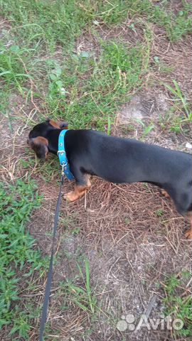 Найдена собака такса