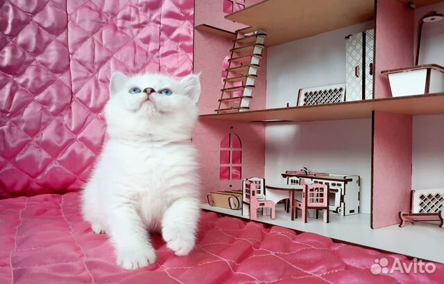 Продается котенок (девочка) британская шиншилла