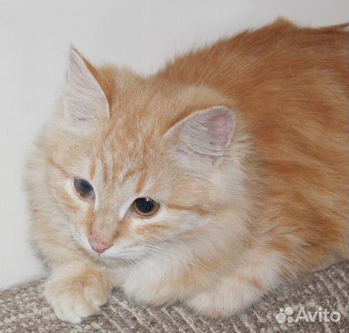 Котёнок Левушка 4 месяца в добрые руки