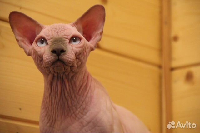 Канадский сфинкс