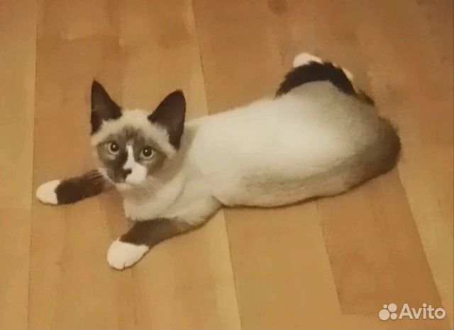 Котенок