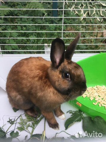 Кролик ищет новый дом