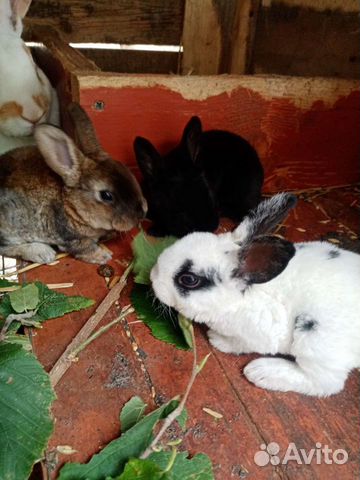 Крольчата