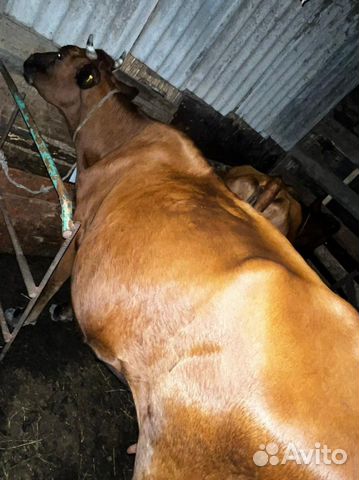 Корова дойная с теленком