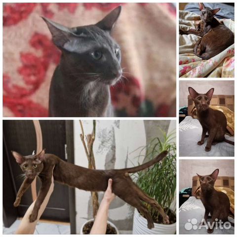 Ориентальный кот вязка