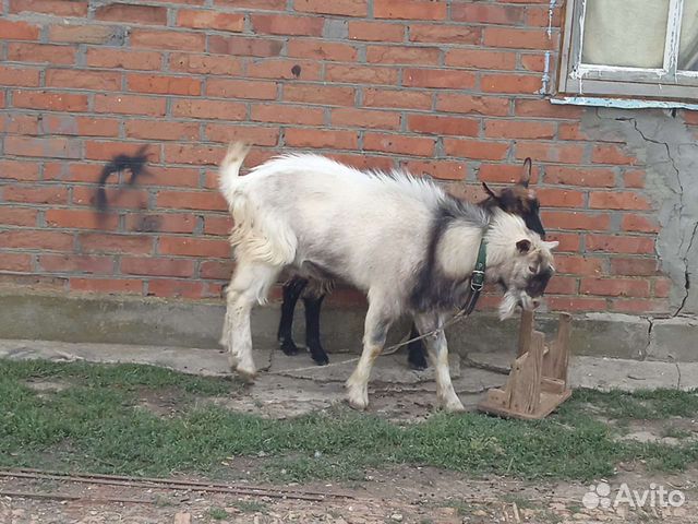 Козел и коза