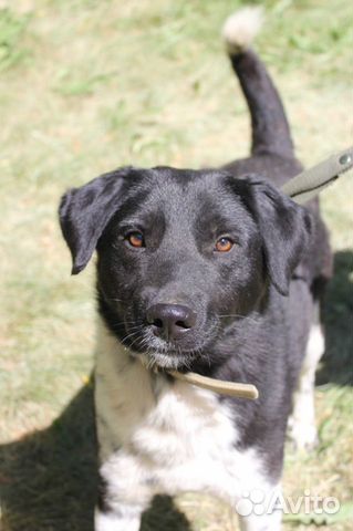 Каен - молодой пёс выживает в приюте