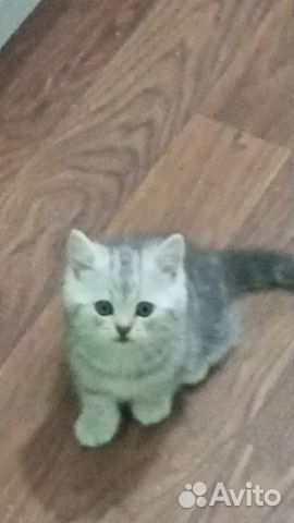 Британские котята