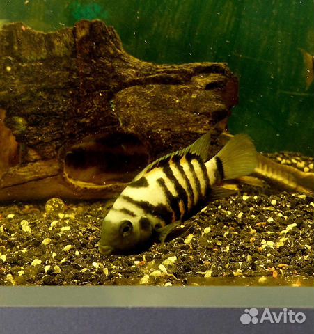 Цихлида чернополосая