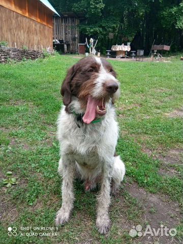 Собака в добрые руки дратхаар