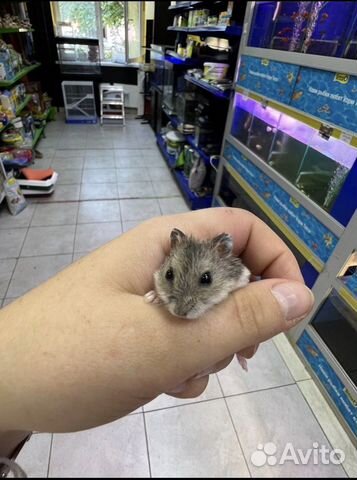 Джунгарский хомяк