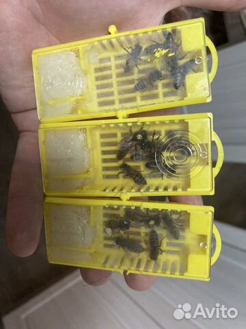 Пселоматки Бакфаст