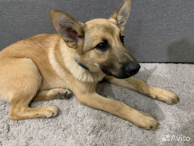 Собака в добрые руки отдам бесплатно