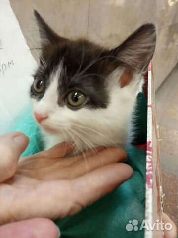 Малышка Мурочка