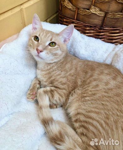 Рыжий котёнок подросток Кекс