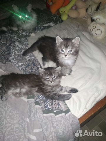 Серый котёнок