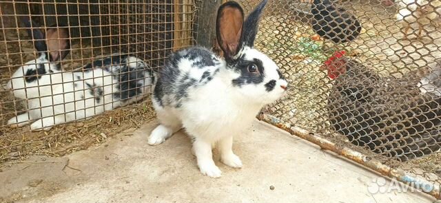 Домашний кролик