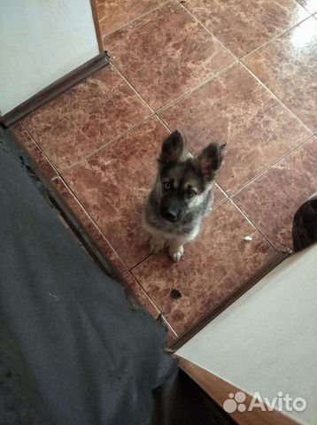 Собаки бесплатно в добрые руки