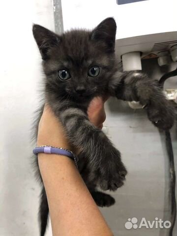 Красавчик котенок в добрые ручки