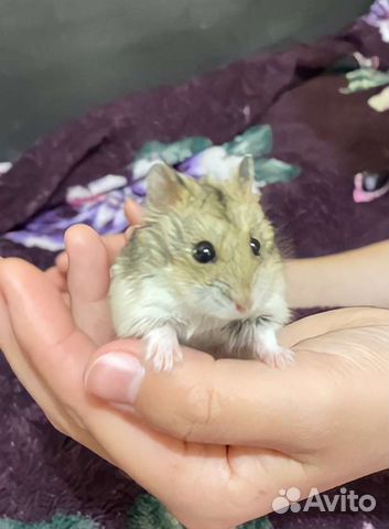 Джунгарский хомяк с клеткой