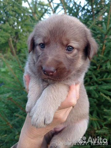 Щенки овчарки и хаски