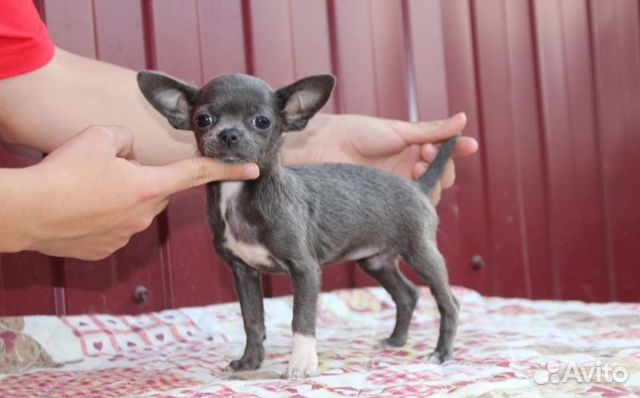 Девчишка. Доставка по России