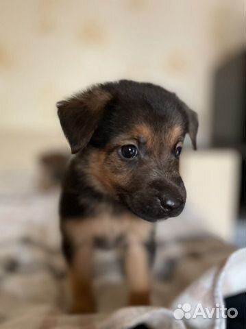 Собака Восточно-Европейская овчарка