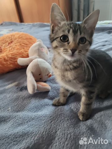 Котенок девочка