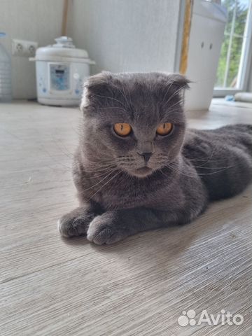 Шотландский вислоухий кот