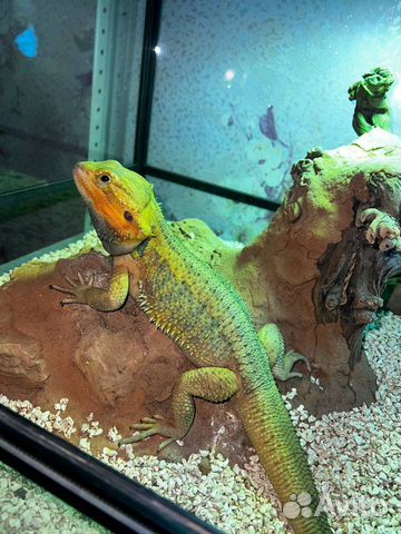 Самец бородатой агамы