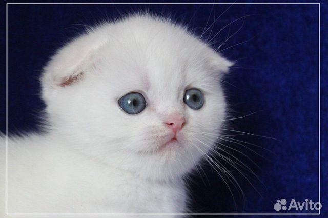 Элитный вислоухий котенок